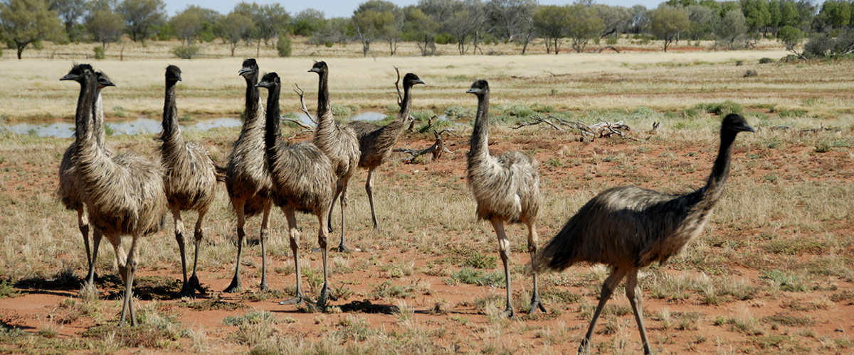 rewilding – National Parks Association of NSW