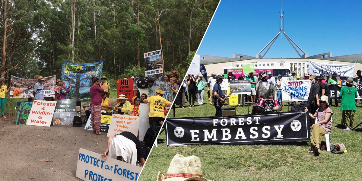 Forest protest – National Parks Association of NSW