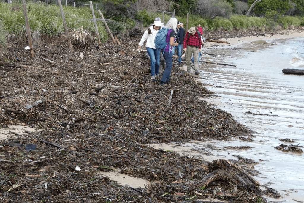 Trip Report: Jibbon Head – led by Brian Everingham – 9 May 2023 ...